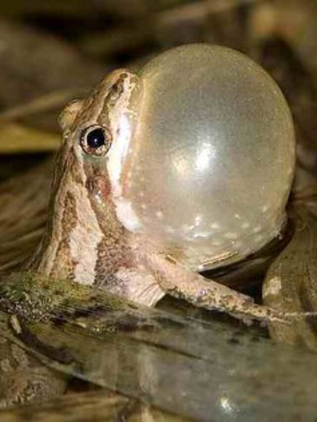 $8.2 Million Boost: 92 Hectares of Western Chorus Frog Habitats ...