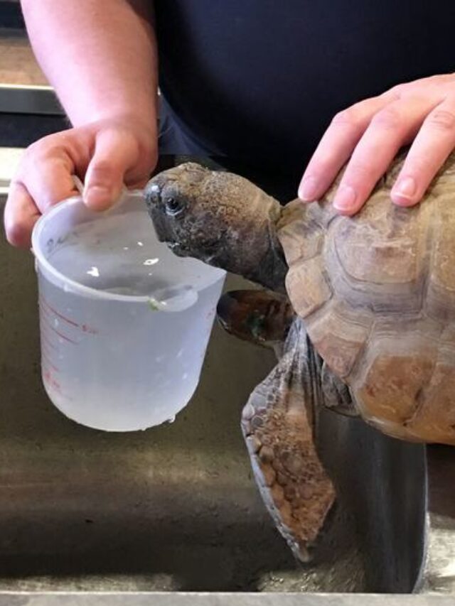 1 Million Species at Risk: Discover the Alarming Chain Reaction ...