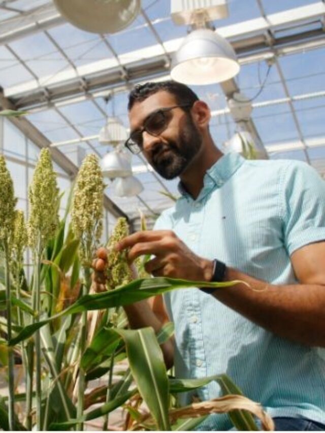 New Gene Editing Technique by UC Berkeley Promises to Increase Rice ...