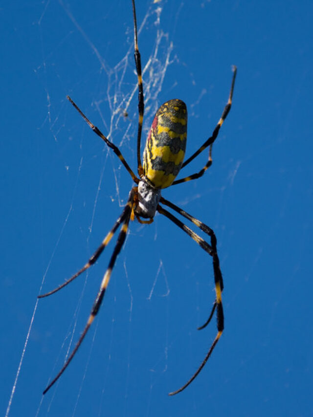 Joro Spiders With 4-Inch Legs Predicted to Unstoppably Spread Across ...