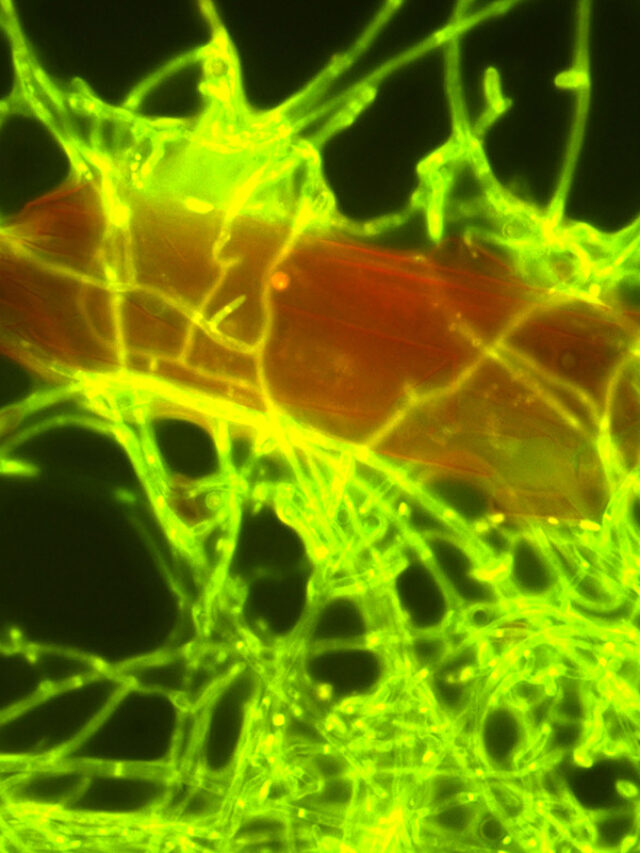 Marine Fungus Solution to Plastic Pollution: Breaking Down Polyethylene ...