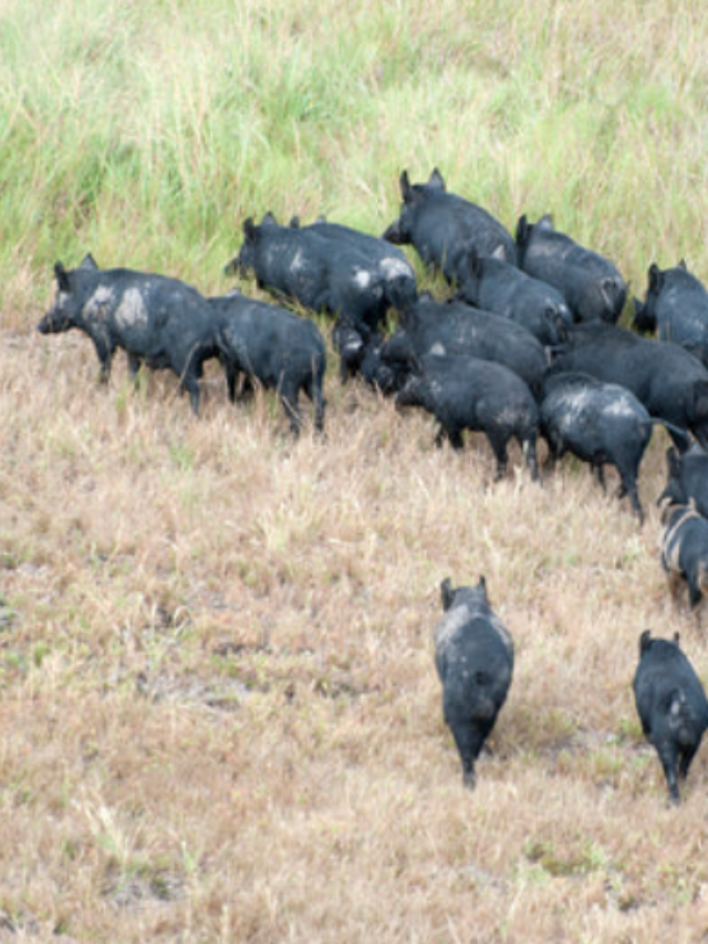 Wild Pig Crisis Escalates: Over 6 Million Rampage Across 35 States ...
