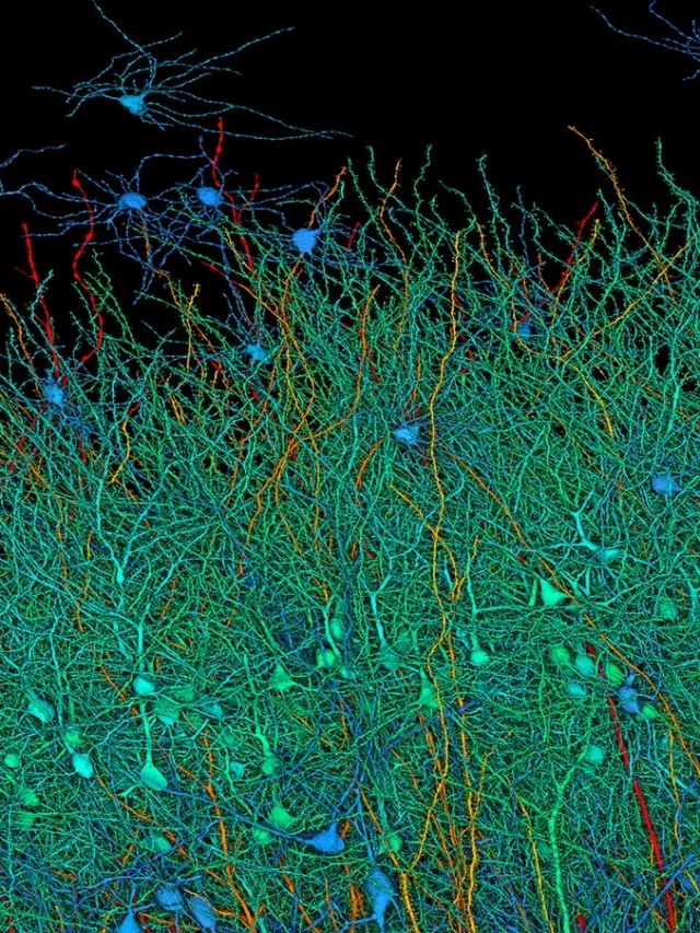 Google Maps a Single Cubic Millimeter of the Human Brain, Revealing ...