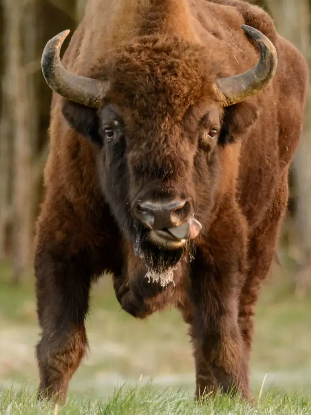Bison Herd in Romania's Tarcu Mountains Could Offset CO2 From 43,000 ...