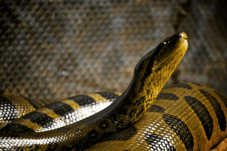 Anaconda Alert: Invasive Slithering Threat Infests the Everglades ...