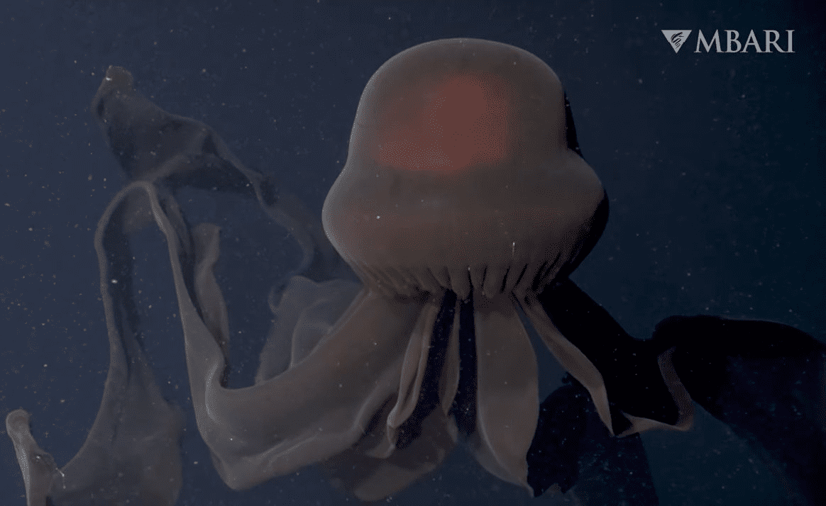 The Rare Giant Phantom Jelly - Karmactive