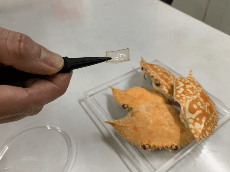 Scientists Turn Waste Crab Shells into Wonder Bioplastics For ...