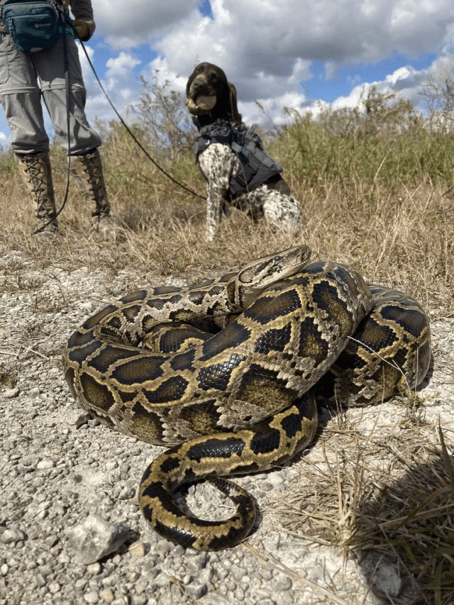Everglades Under Siege: The Python Challenge Winners of 2023 Unveiled ...