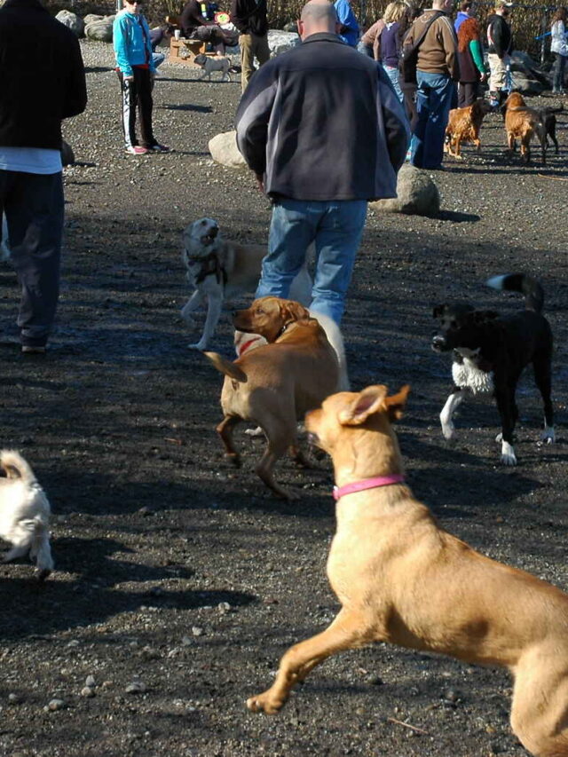 National Dog Day: 70% of 300 Million Dogs Worldwide Are Homeless— And ...