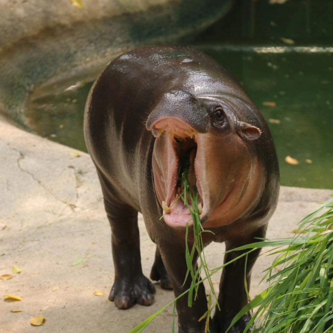 As Baby Hippo Moo Deng Goes Viral with 2.8 Million TikTok Fans, Khao ...