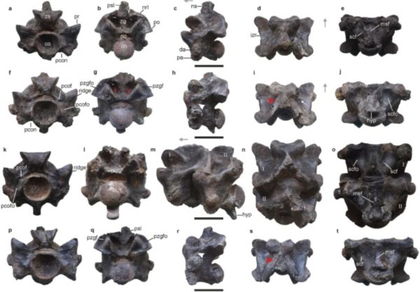 India’s Vasuki Indicus: The 49-Foot Giant Snake Fossil from the Eocene ...