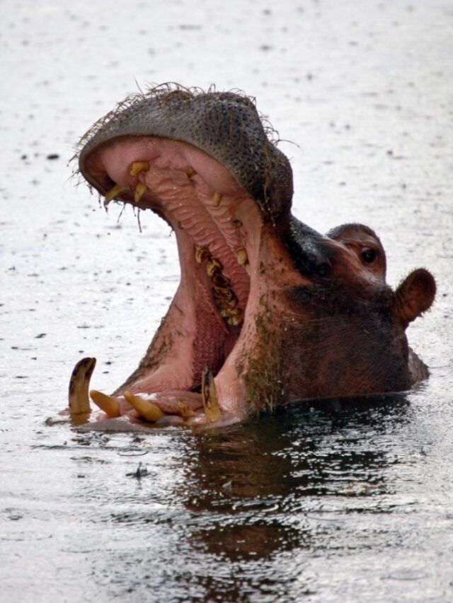 Deadly Hippo Hunt in Nigeria Ignites Debate Over Wildlife Conservation ...