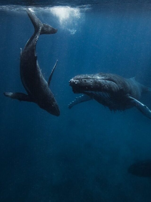 Endangered Right Whales: New Calves Spotted Off Florida - Karmactive