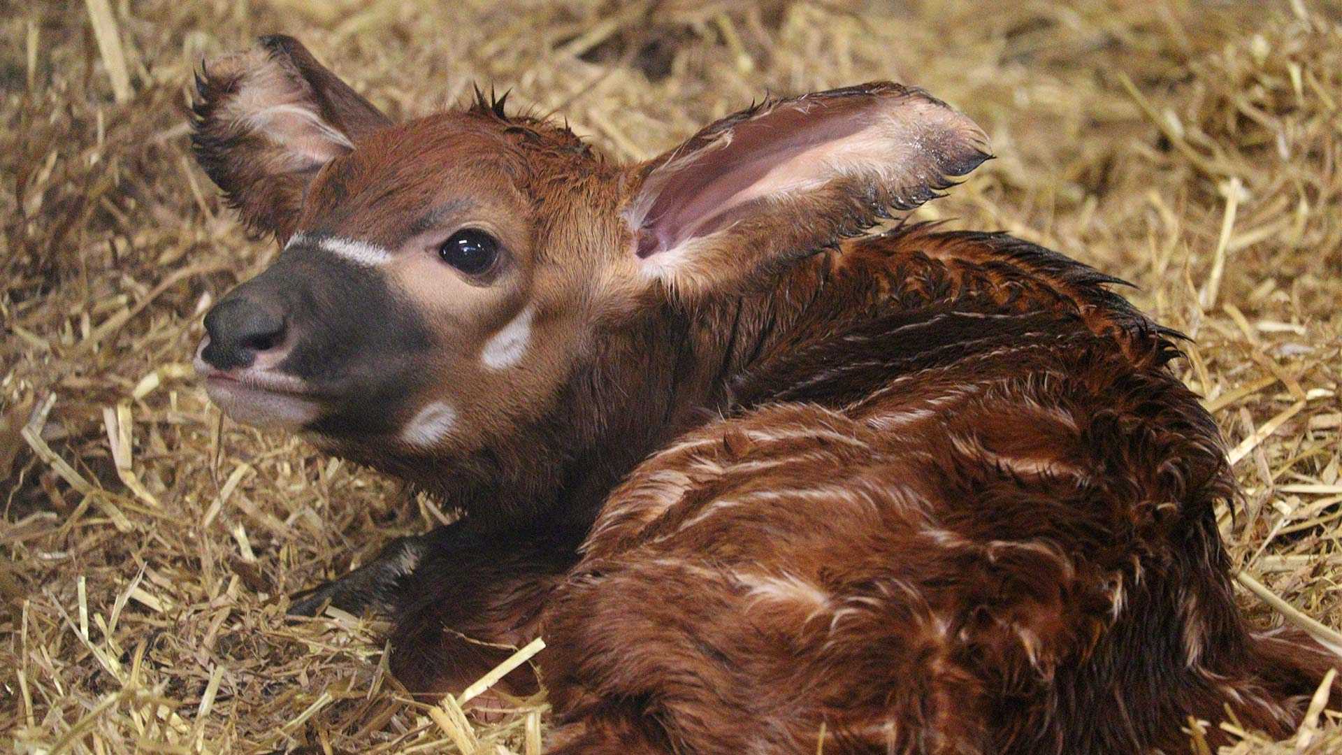 Antelope Calf Born at UK Safari Park Marks First Eastern Mountain Bongo ...