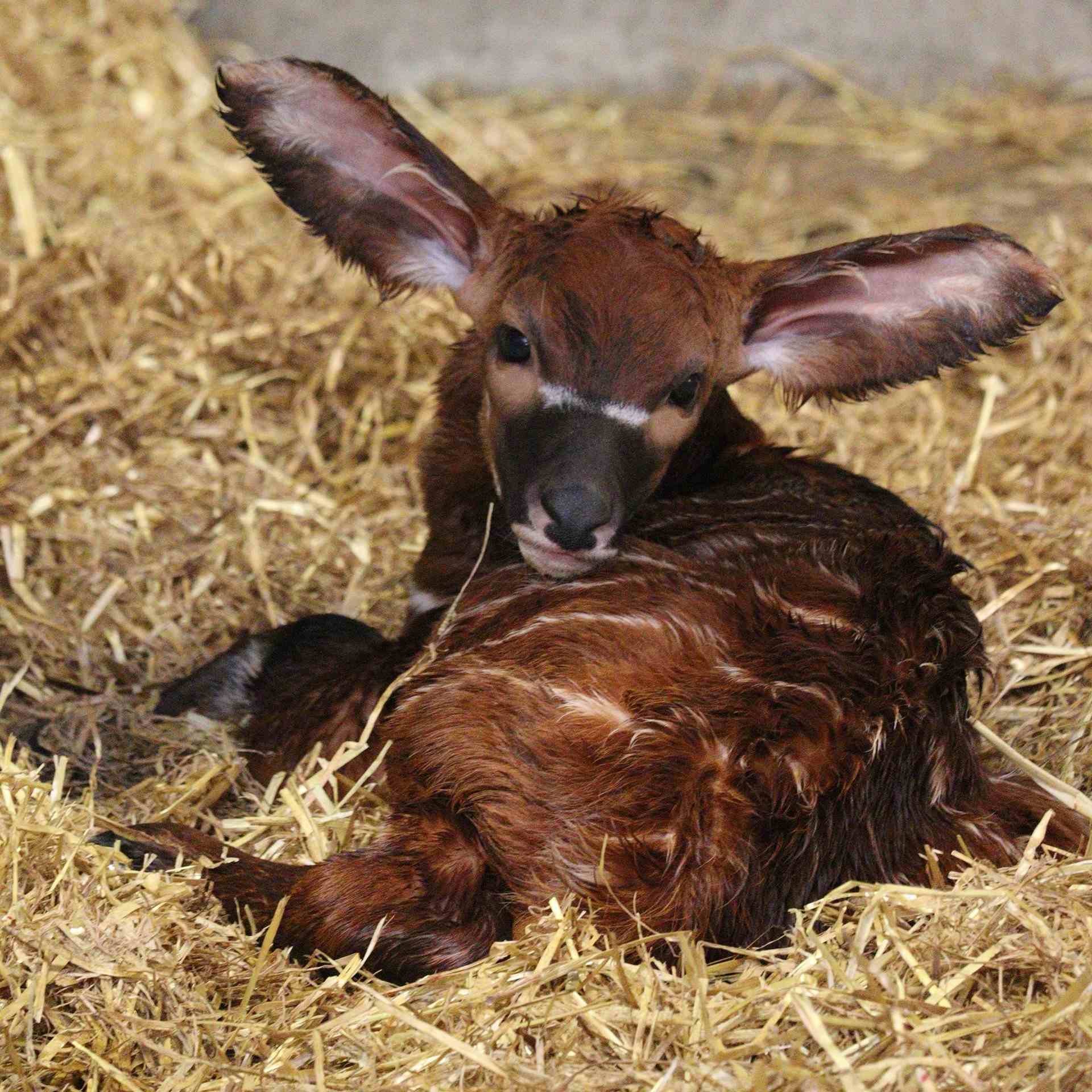 Antelope Calf Born at UK Safari Park Marks First Eastern Mountain Bongo ...