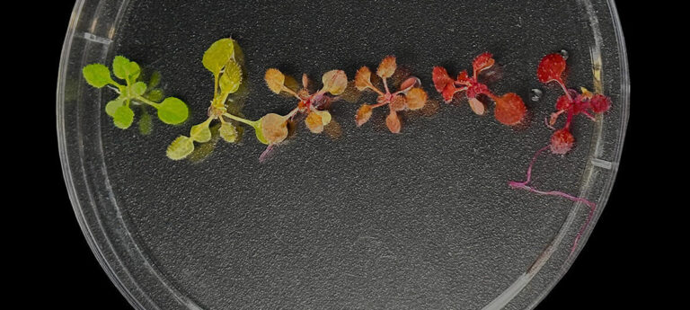 DNA Vector Redesign Doubles Plant Transformation Efficiency and Boosts ...
