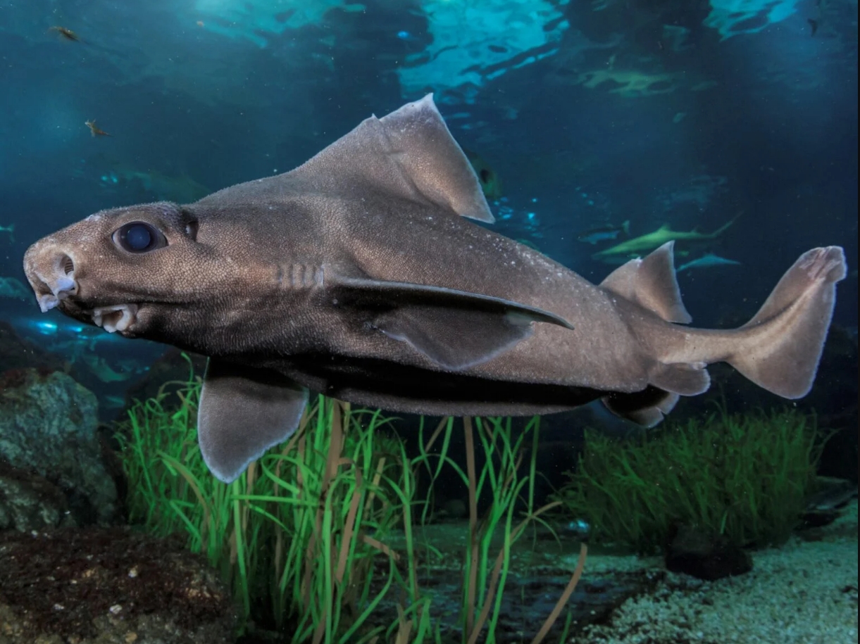 Ghost Shark with Rare Leucism Found Near Albania, Unveiling Deep-Sea ...