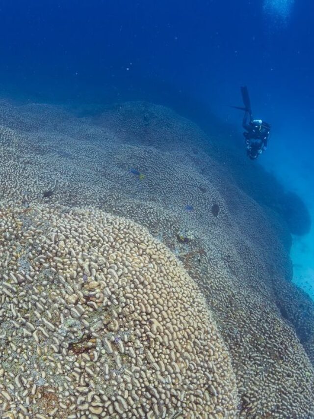 World’s Largest Coral Found at 34 Meters Wide and 300 Years Old ...