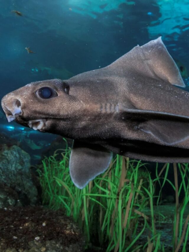 Ghost Shark with Rare Leucism Found Near Albania, Unveiling Deep-Sea ...