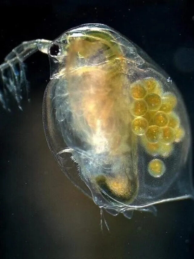 Microplastics And Pfas Pose Severe Risks To Aquatic Life And Ecosystems
