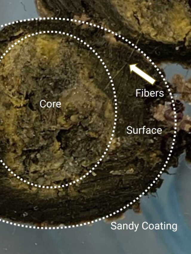 Mysterious Black Balls Litter Sydney Shores, Testing Positive for Waste ...