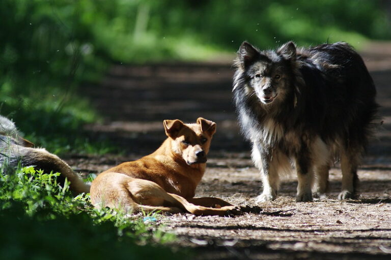 Chernobyl's Feral Dogs Show Unique Genetic Adaptations After 38 Years ...
