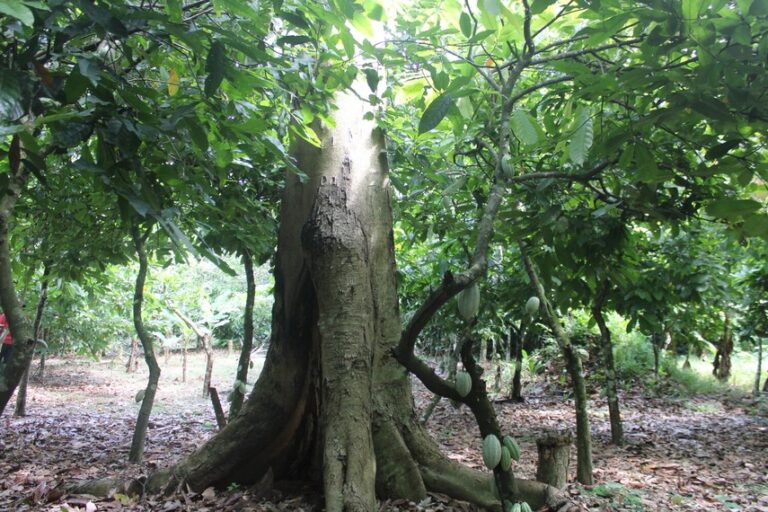Ghana Study: Shade Trees Key to Climate-Resilient Cocoa Farming ...