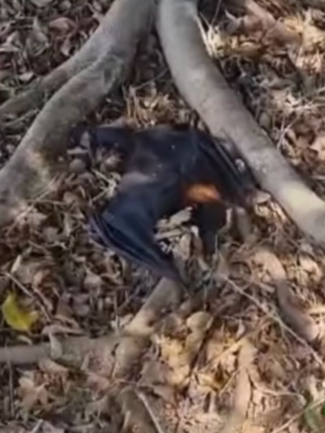 Mysterious Paralysis Hits Hundreds of Lorikeets and Flying Foxes in ...
