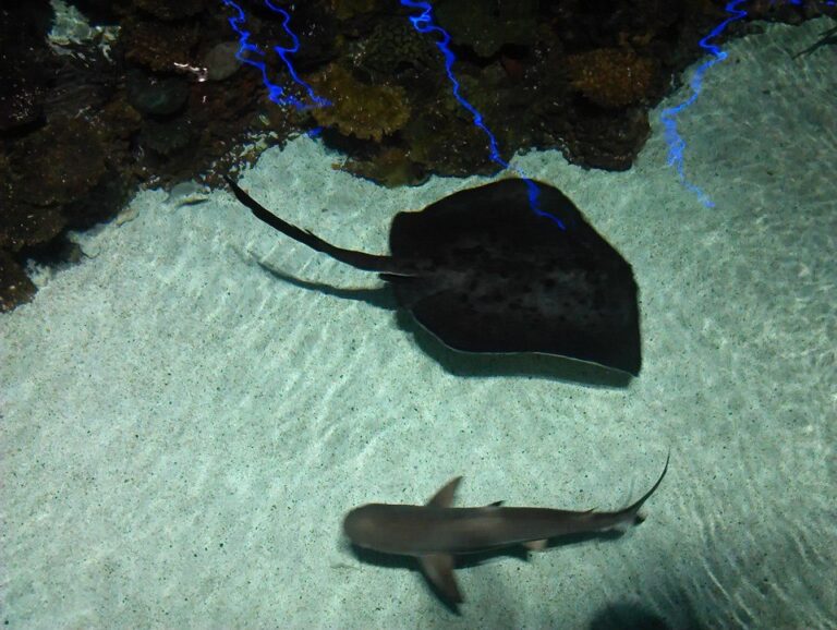 Shark And Ray Populations Plunge 50% Since 1970: Is Overfishing Pushing ...