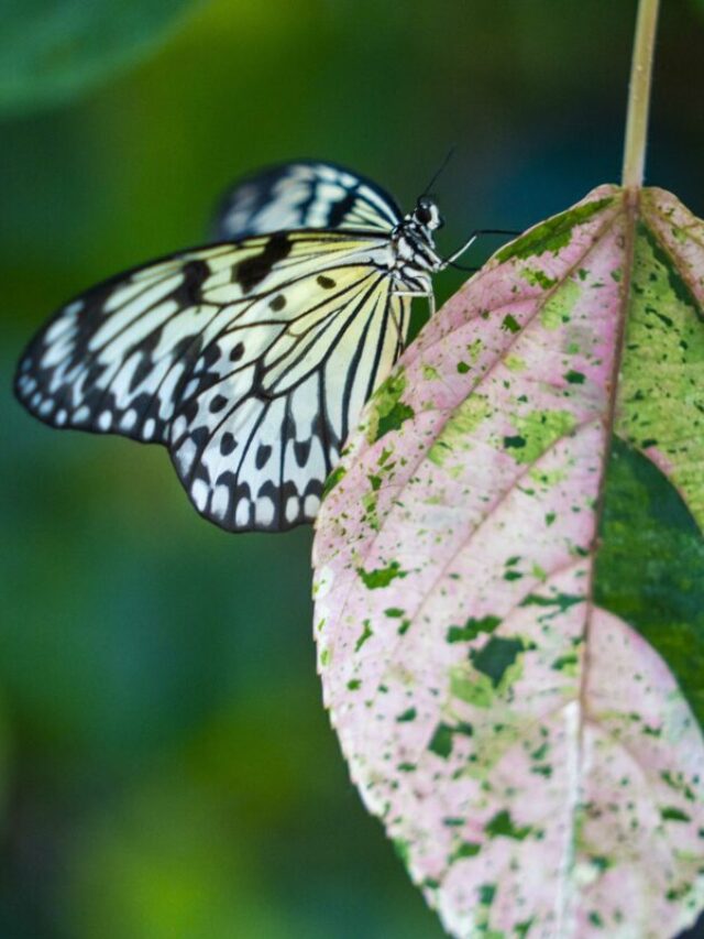Butterflies in Flight: 18,000 Species in Ottawa Solarium - Karmactive