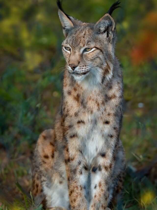 Canada Lynx Returns to Vermont 15 Sightings and a 60-Mile Journey ...