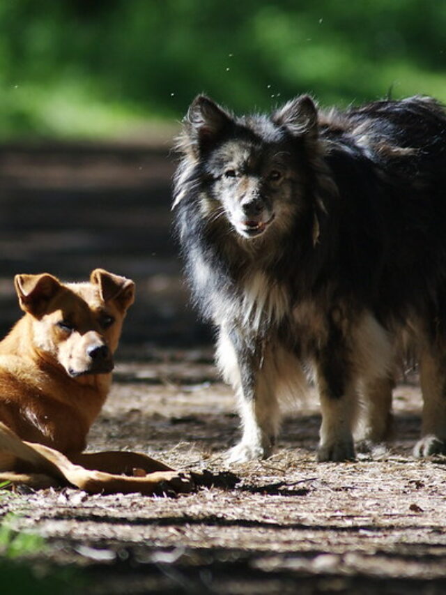 Chernobyl Dogs Exhibit Unique Genetic Adaptations - Karmactive