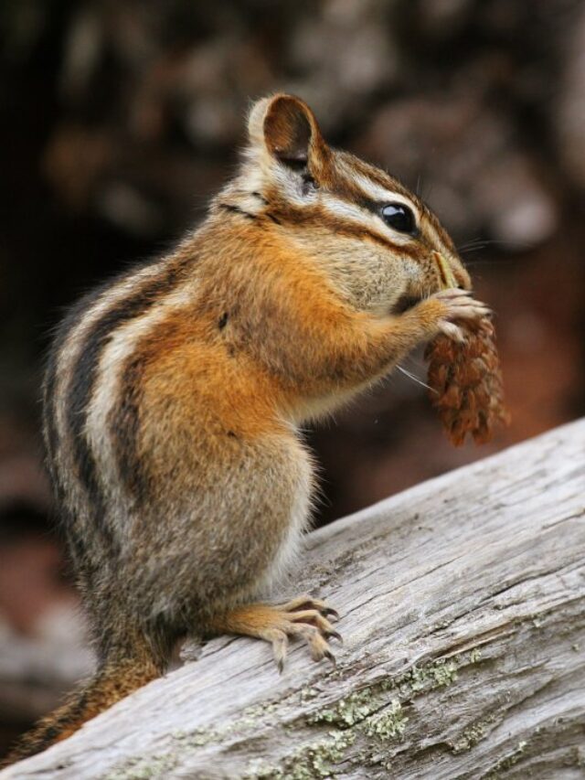 Endangered Peñasco Least Chipmunk's Habitat Shrinks to 4,386 Acres ...