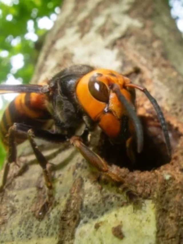Murder Hornets' Eradicated in U.S. After 5 Years - Karmactive