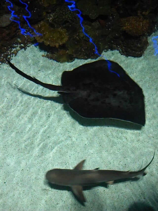 Shark And Ray Populations Decline 50% Since 1970 - Karmactive