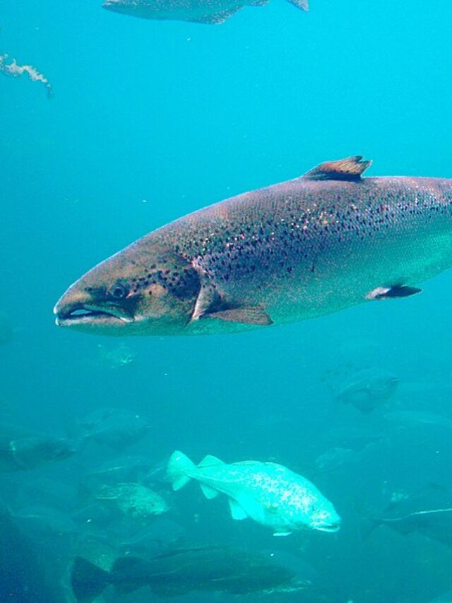 UBC Study 40% Mortality in Released Salmon Linked to Hook Size - Karmactive