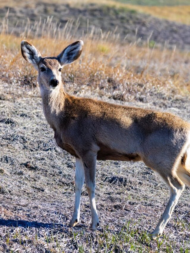 Utah Unveils Mule Deer Plan with GPS Data, Weapon Limits, and CWD Hunts ...