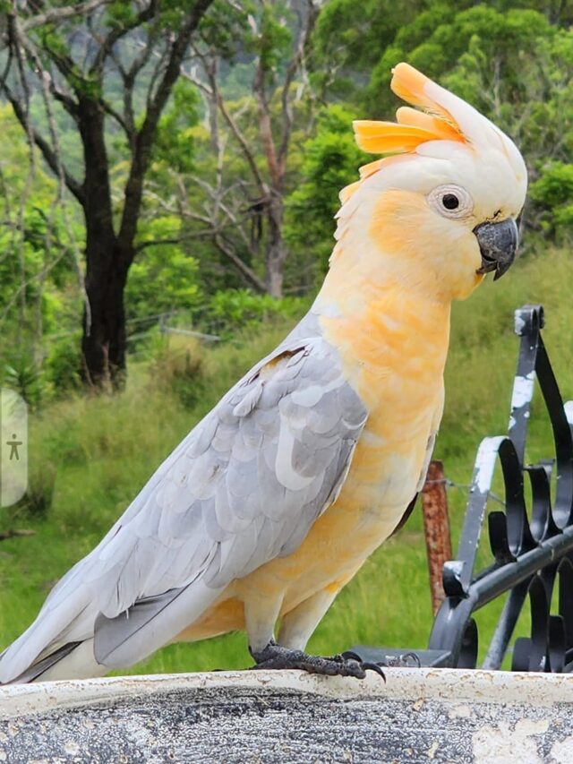 Rare Cockatoo-Galah Hybrid Shocks NSW - Karmactive
