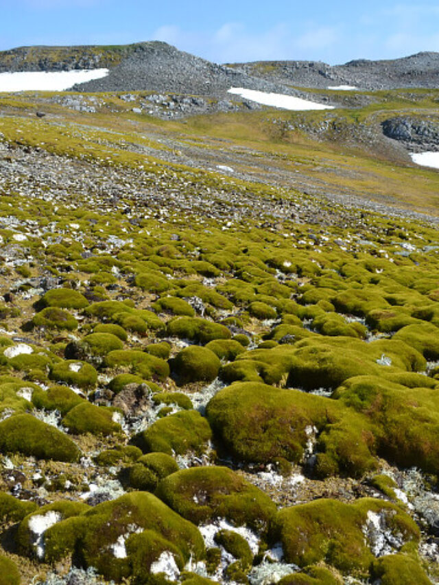 From Ice to Green: Antarctic Vegetation Grows 14x Since 1986 - Karmactive