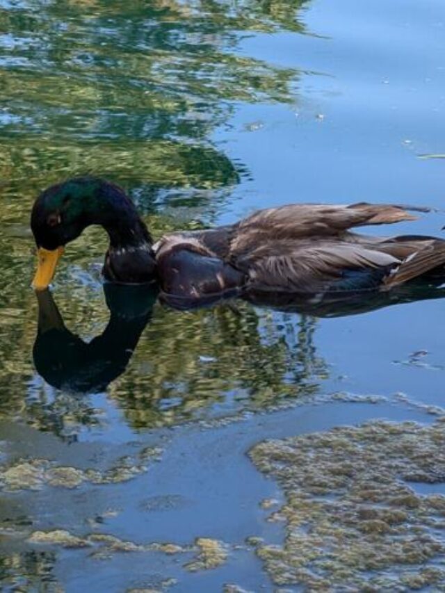 Dead Birds as Drones: New Mexico Tech's Quiet Wildlife Solution ...