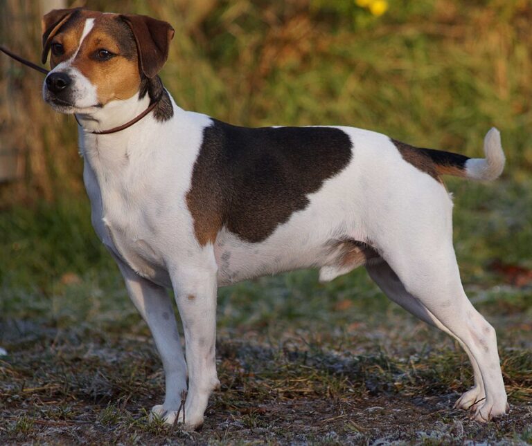 Danish-Swedish Farmdog Becomes AKC's 202nd Recognized Breed - Karmactive