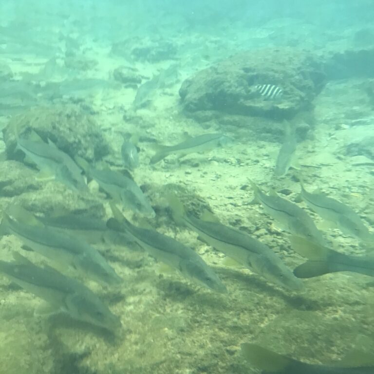 Florida's Snook Face Mortality as Temperatures Drop Below 47.5°F Amid ...