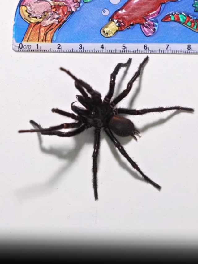 Giant 9.2 cm Funnel-Web Spider 'Hemsworth' Aids Antivenom Efforts ...