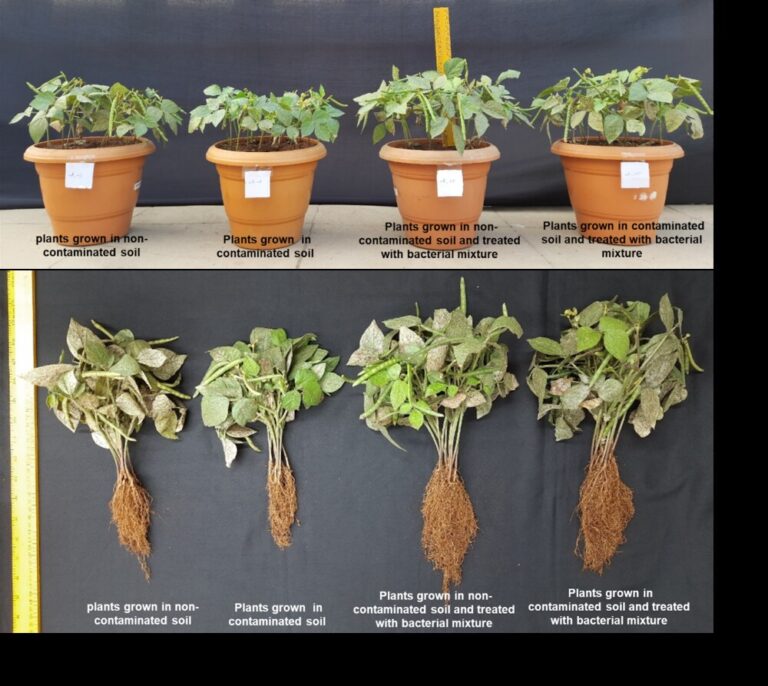 IIT Bombay's Bacteria Clean Soil, Boost Crop Yields by 50% - Karmactive