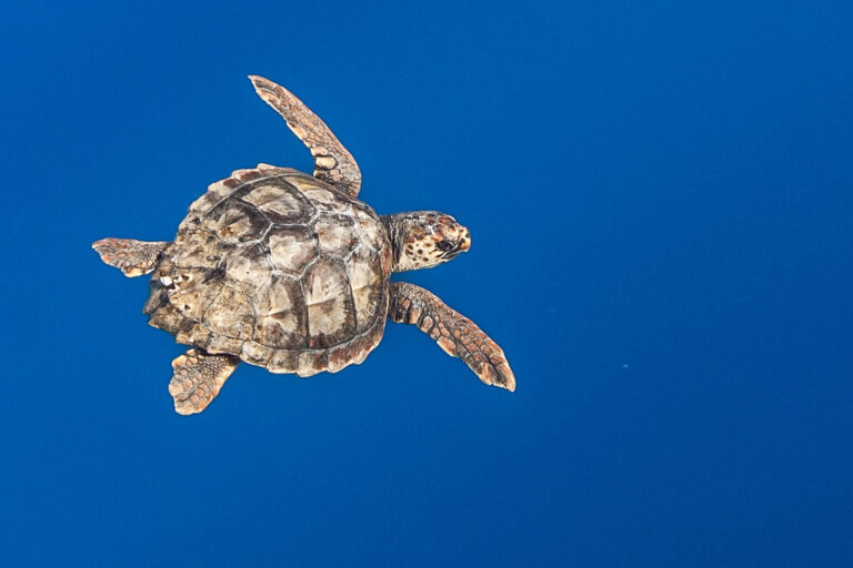 Loggerhead Turtles' Feeding Grounds Shift Northward by 200 km per ...