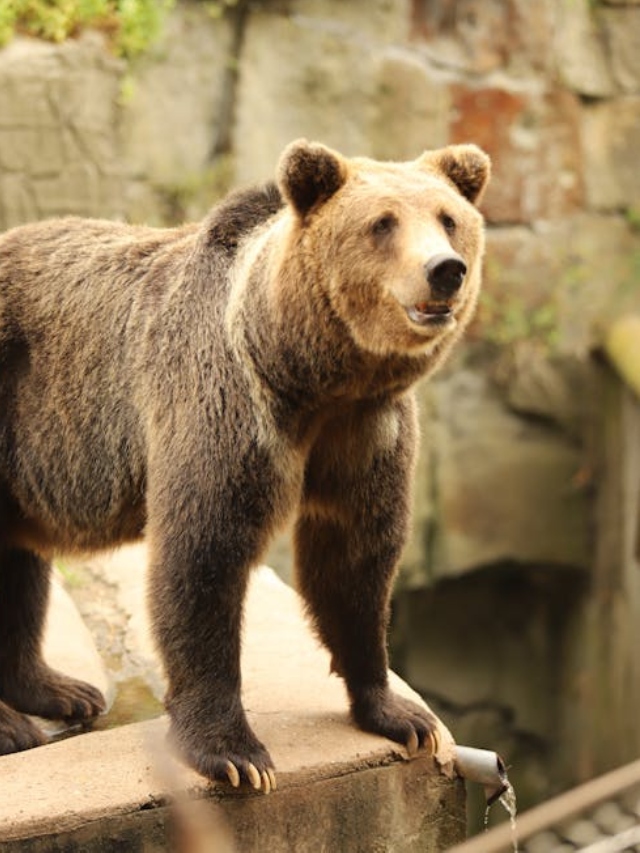 Montana Tracks Grizzly Bears With GPS to Protect 1,200 and Save ...