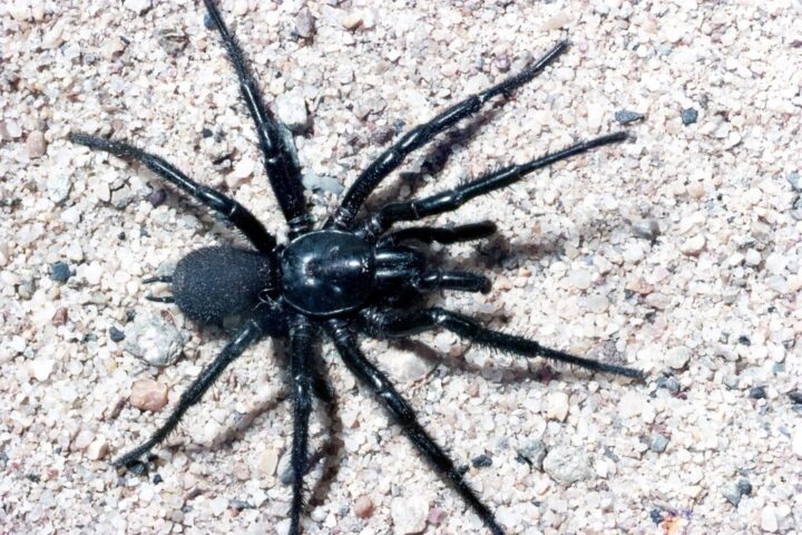 Newcastle Funnel-Web Spider 'Big Boy' Discovered: 9.2 cm Leg Span ...