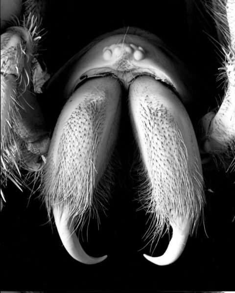 Newcastle Funnel-Web Spider 'Big Boy' Discovered: 9.2 cm Leg Span ...