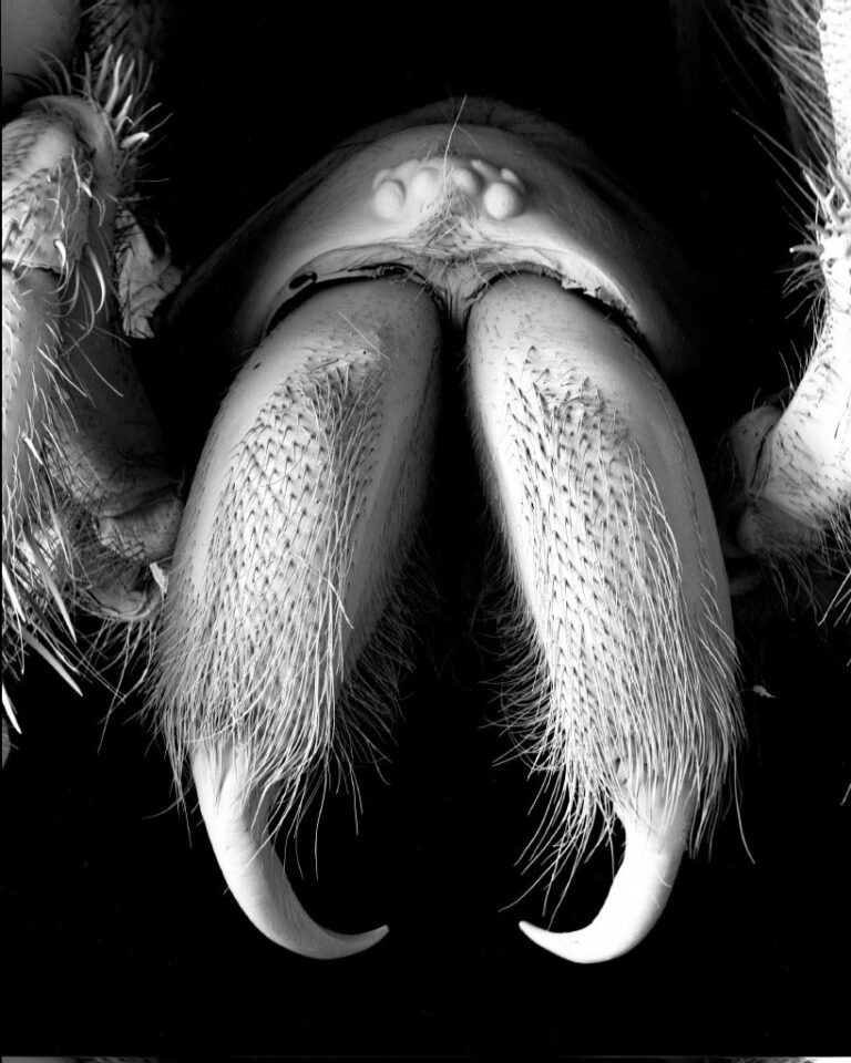 Newcastle Funnel-Web Spider 'Big Boy' Discovered: 9.2 cm Leg Span ...