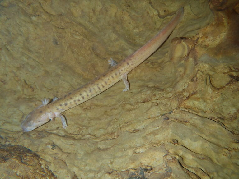 Rare Tennessee Cave Salamander Gets Second Chance at Federal Protection ...